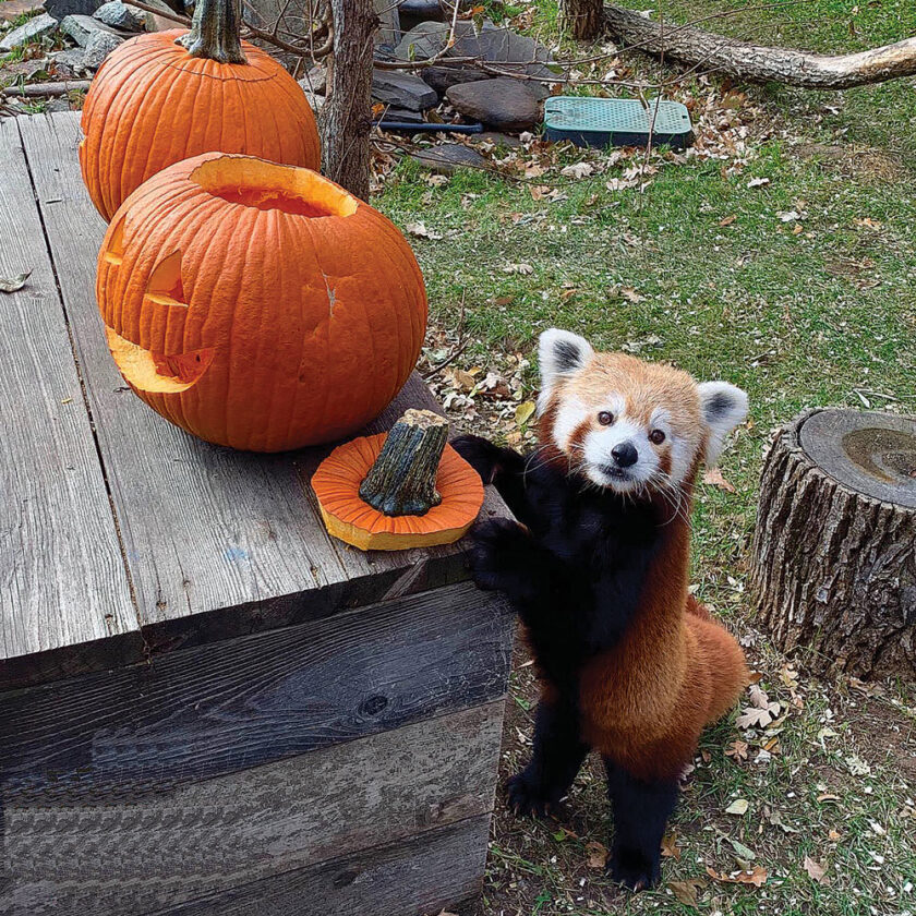 Zoo prepares for Boo At The Zoo | News, Sports, Jobs - Minot Daily News